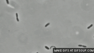Bacteria GIF - Find & Share on GIPHY