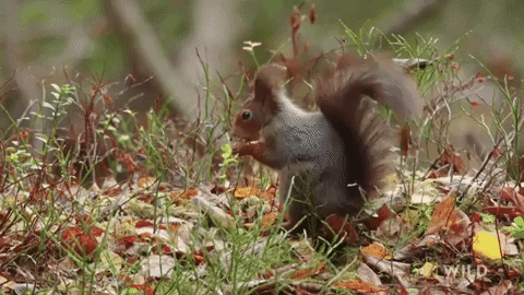 Red Squirrel GIF by Nat Geo Wild - Find & Share on GIPHY