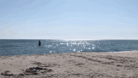 Beach Florida GIF by 30A - Find & Share on GIPHY