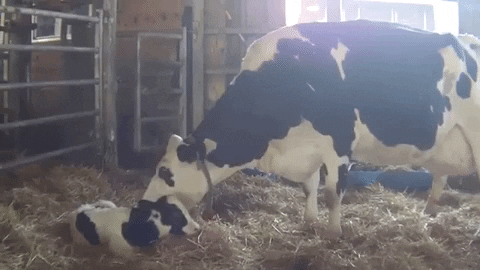 Vegan Cow GIF by Mercy For Animals - Find & Share on GIPHY