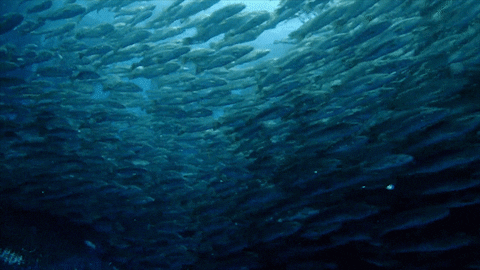 Discovery GIF by Shark Week - Find & Share on GIPHY