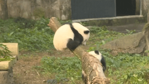 Panda Aww GIF by BFMTV - Find & Share on GIPHY