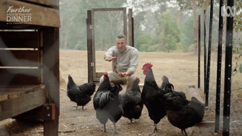 Back In Time Chickens GIF by ABC TV + IVIEW - Find & Share on GIPHY