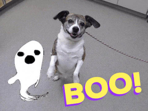 Dog Ghost GIF by Nebraska Humane Society - Find & Share on GIPHY