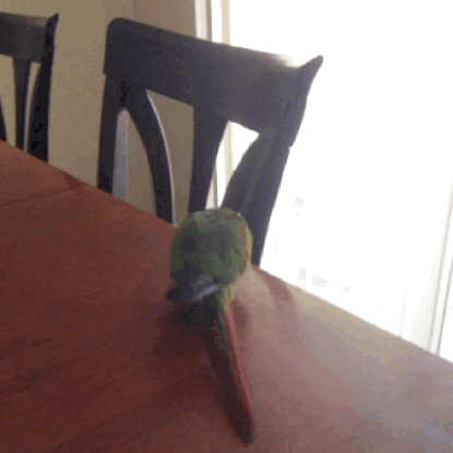 Table GIF - Find & Share on GIPHY