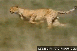 Cheetah Chasing Gif
