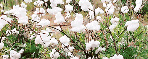 Favorite Tarantino shot or sequence? : r/movies