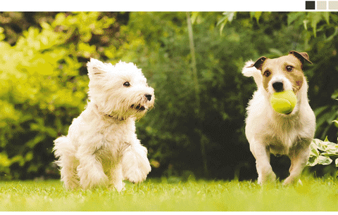 Pet GIF - Find & Share on GIPHY