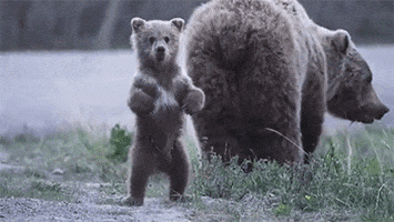 Bear Cub GIF - Find & Share on GIPHY