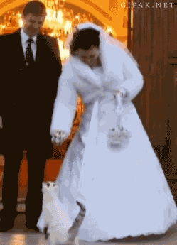 Wedding GIF - Find & Share on GIPHY