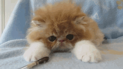 Kitten GIF - Find & Share on GIPHY