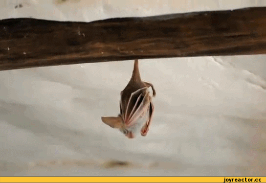 Bat GIF - Find & Share on GIPHY