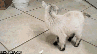 Pygmy Goats Running GIF by Cheezburger - Find & Share on GIPHY