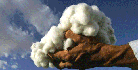 Cotton GIF - Find & Share on GIPHY