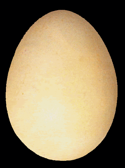 Egg GIF - Find & Share on GIPHY