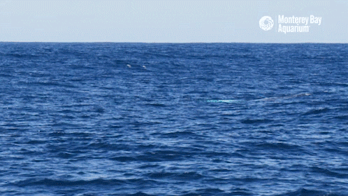 Sea Life Ocean GIF by Monterey Bay Aquarium - Find & Share on GIPHY