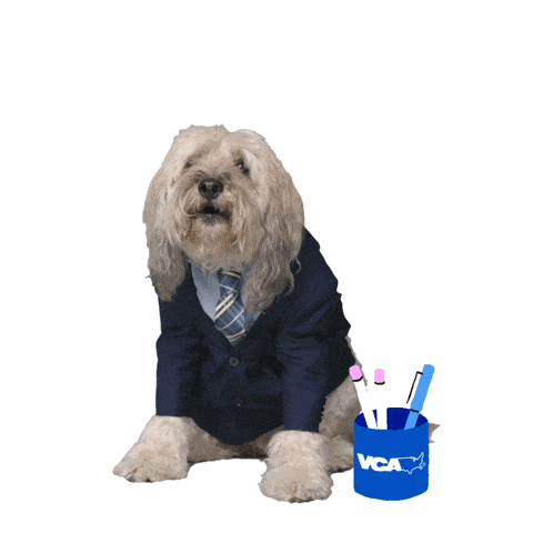 Dog Work GIF by Refinery29 - Find & Share on GIPHY