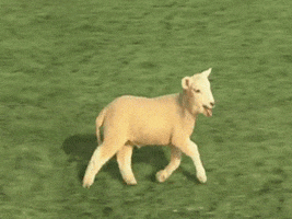Sheep Running GIF - Find & Share on GIPHY