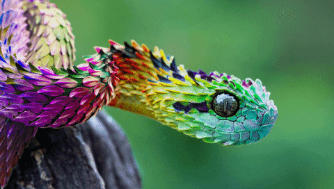 Rainbow Viper GIF - Find & Share on GIPHY