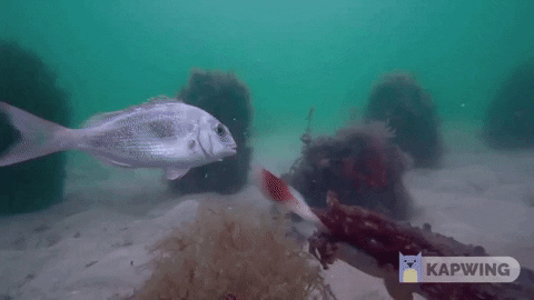 🔥 Hungry cuttlefish! : r/NatureIsFuckingLit