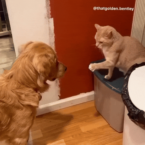 10 Seriously Bossy Cats to Its Owner and Fellow Pets