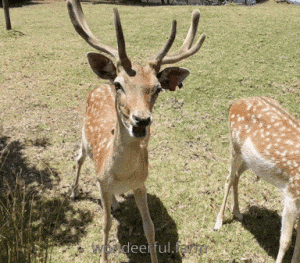 Deer Chewing GIF by Wondeerful farm - Find & Share on GIPHY