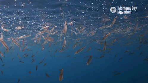 Ocean Squid GIF by Monterey Bay Aquarium - Find & Share on GIPHY