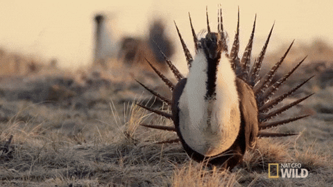 National Geographic Bird GIF by Nat Geo Wild - Find & Share on GIPHY