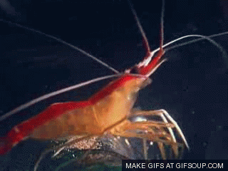 Shrimp GIF - Find & Share on GIPHY