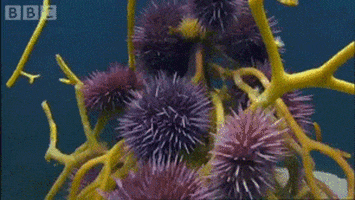 Sea Urchin GIFs - Find & Share on GIPHY