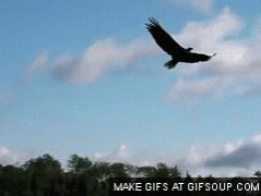 Flying GIF - Find & Share on GIPHY