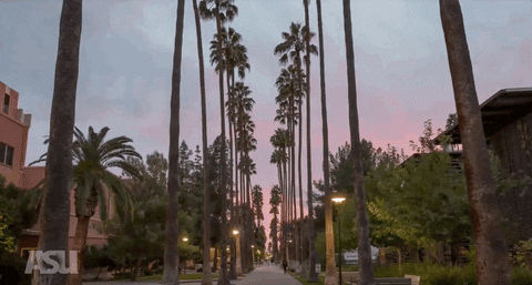 Palm Trees Asu GIF by Arizona State University - Find & Share on GIPHY