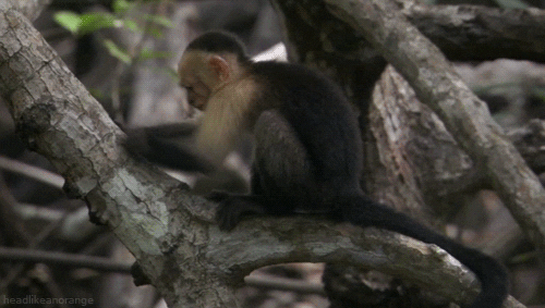 White-Headed-Capuchin Monkey GIF by Head Like an Orange - Find & Share ...
