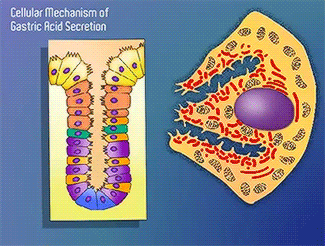 Cells GIF - Find & Share on GIPHY