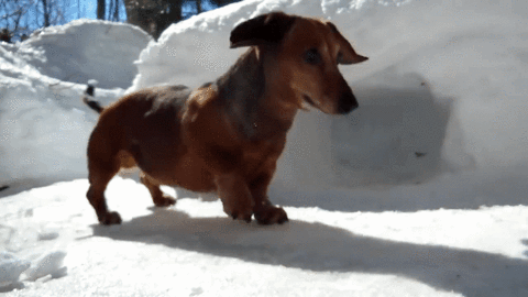 Dog Therapy GIFs - Find & Share on GIPHY