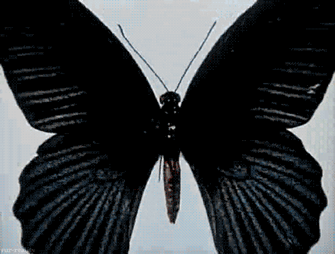 Butterfly GIF - Find & Share on GIPHY