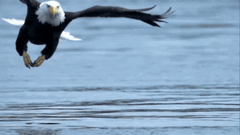 Eagles Salmon GIF - Find & Share on GIPHY