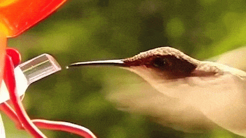 Hummingbird Feeder GIF - Find & Share on GIPHY