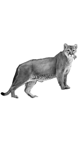 Roar Naturaleza Sticker by PUMA for iOS & Android | GIPHY