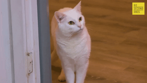 Cat What GIF by 60 Second Docs - Find & Share on GIPHY