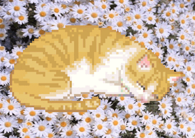 Cat Pixel GIFs - Find & Share on GIPHY