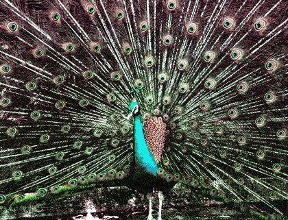 Animation Peacock GIF by weinventyou - Find & Share on GIPHY
