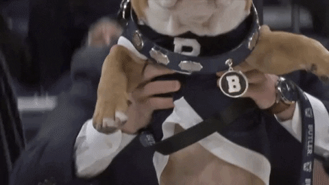 Butler Basketball Bulldog GIF by Butler University - Find & Share on GIPHY