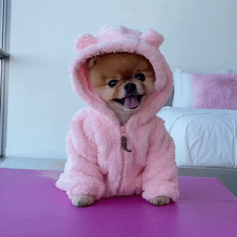 Dog Pink GIF by Jiffpom - Find & Share on GIPHY