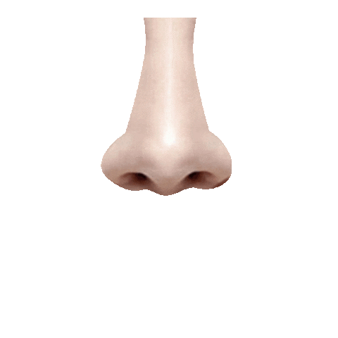 Nose Concept Sticker by Tereza Scardua for iOS & Android | GIPHY