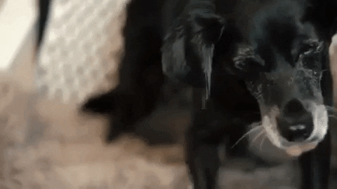 Give Me Please GIF - Find & Share on GIPHY