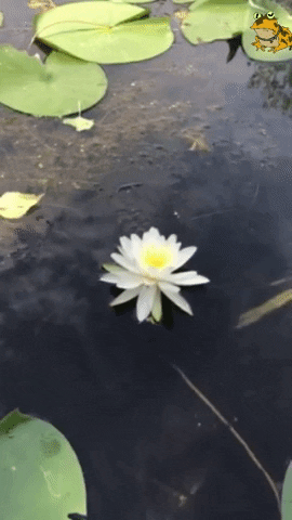Lily Pad Waves GIF by Riveredge Nature Center - Find & Share on GIPHY