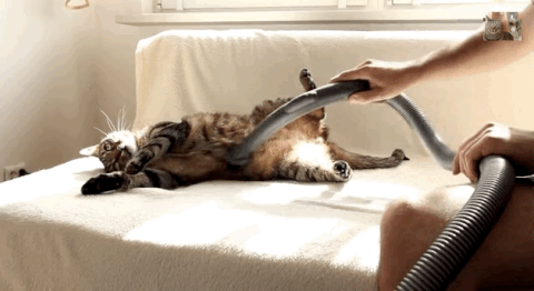 Vacuum GIF - Find & Share on GIPHY