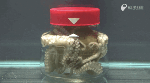 Octopus GIF - Find & Share on GIPHY