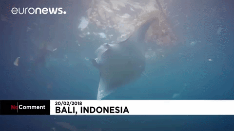 Plastic GIF by euronews - Find & Share on GIPHY